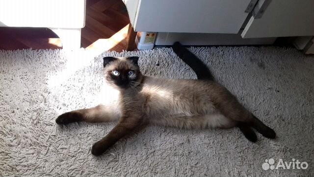 Вязка, тайский, сиамский кот