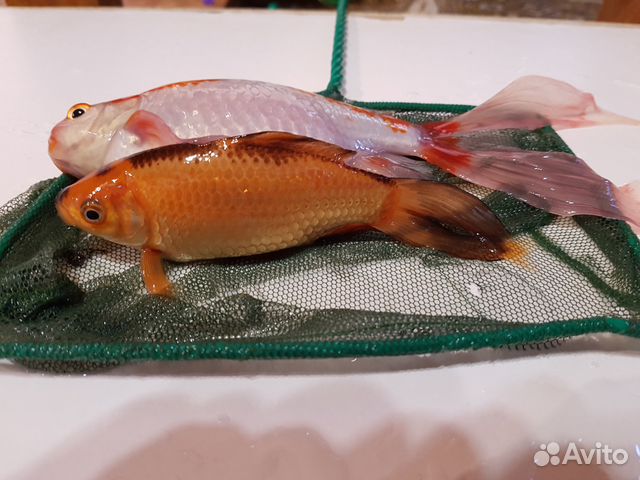 Прудовая и аквариумная рыба