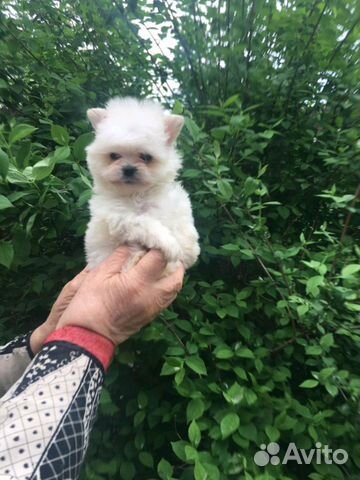 Йоркширский терьер