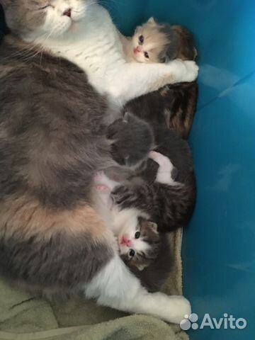 Котята Шотландские чистокровные