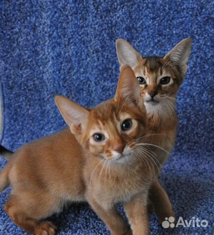 Маленькие девочки