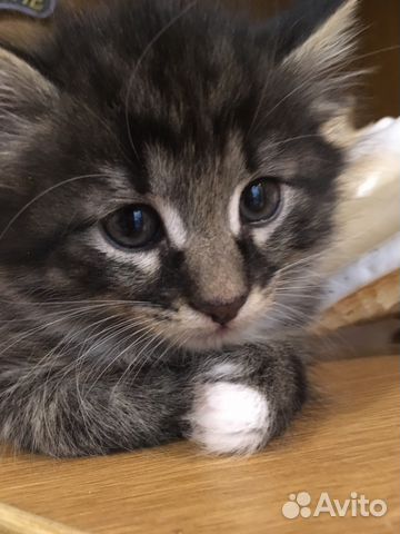 Сибирские красавцы