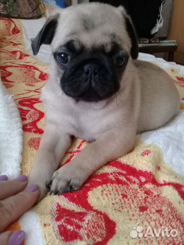 Продам щенка мопса, мальчика