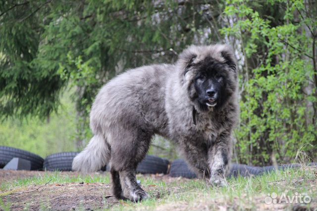 Продается подрощенный щенок