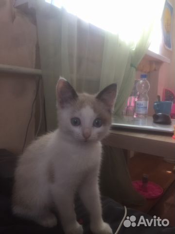Котёнок сиамской породы