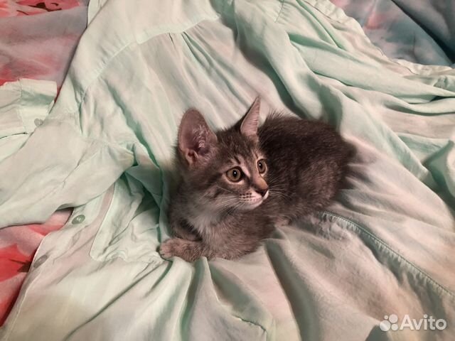 Киса,2 мес