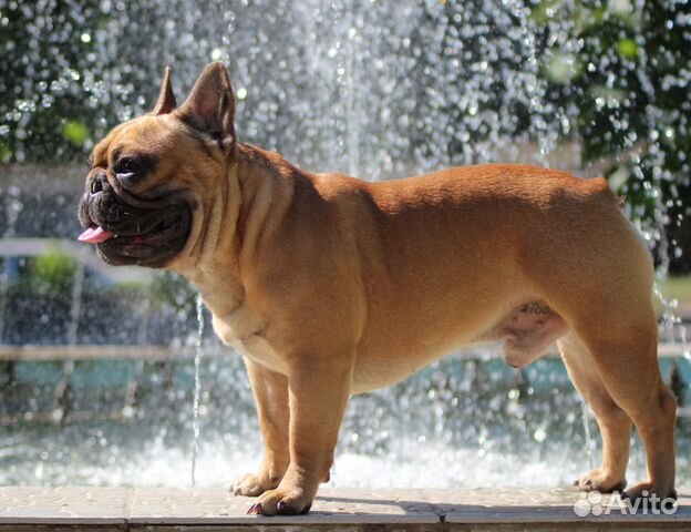 Продам нашего любимца РКФ