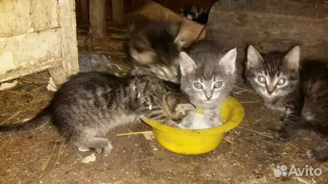 Бесплатно отдам котяты