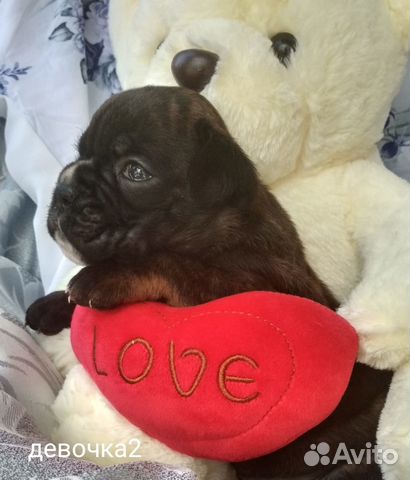 Немецкий боксер(девочки)