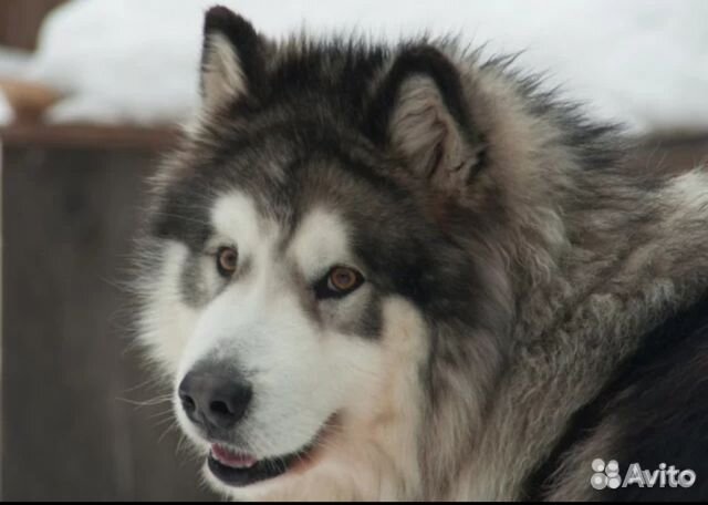 Аляскинский Маламут вязка
