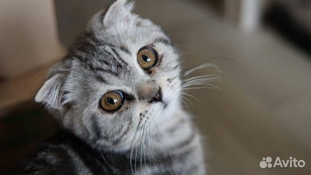 Продам Кошку