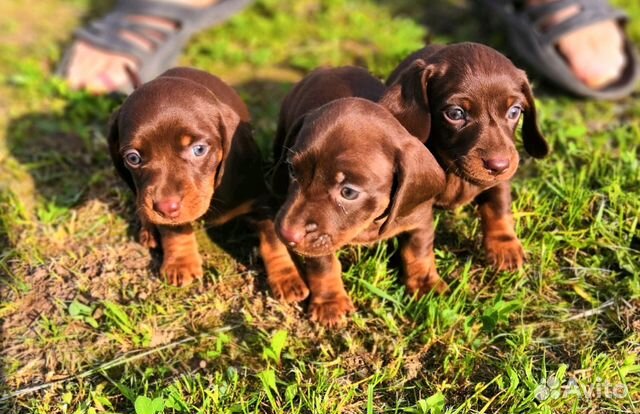 Карликовая такса шоколадного окраса