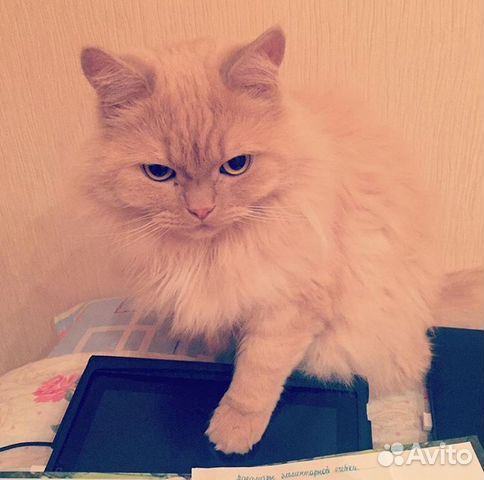 Полуперсидский кот в добрые руки