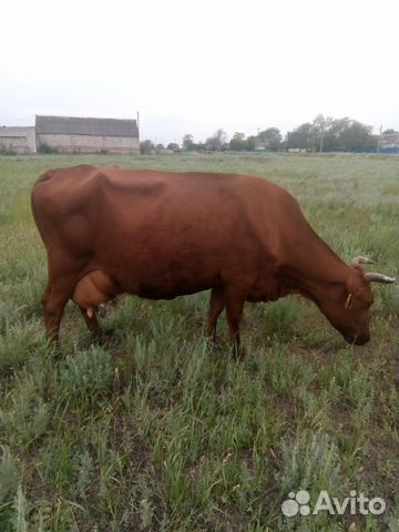 Продам коров