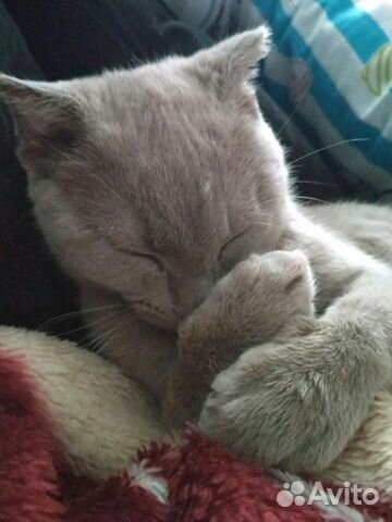 Вислоухий котик, 3 месяца, активен, неприхотлив, е