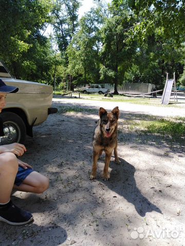 Собака Умка в добрые руки