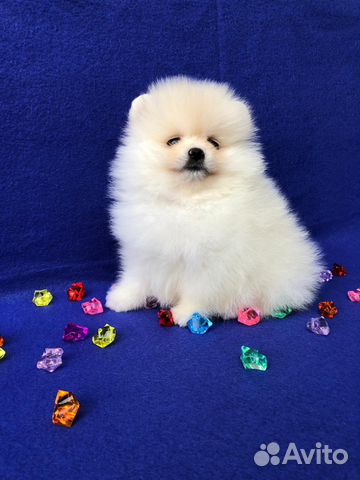 Шпиц помпушка