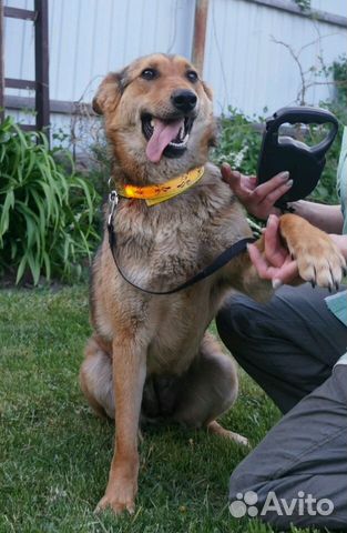 Герда - собака в добрые руки