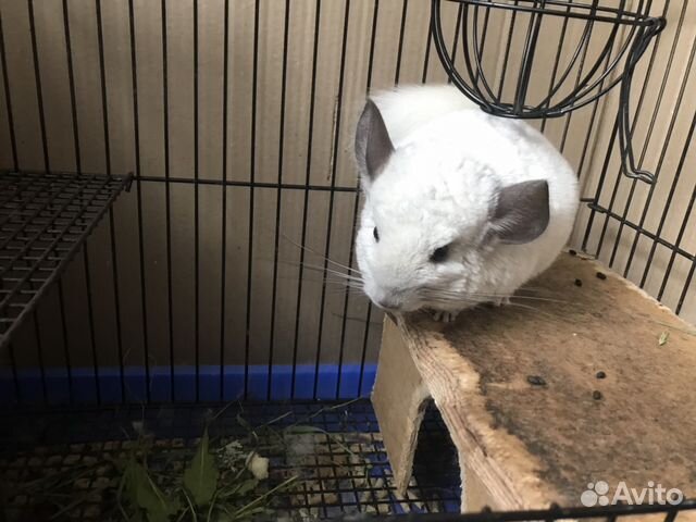 Шиншилла мальчик