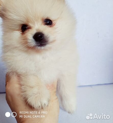 Шпицик мальчик