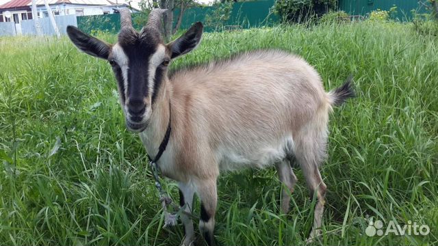 Коза дойная и козел альпийский