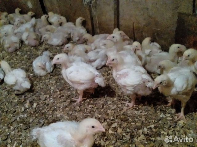 Продаются цыплята