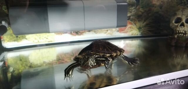 Красноухая черепаха