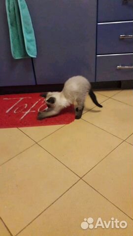 Очаровательный Беляш