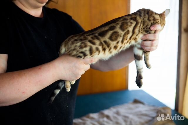 Девочка в домашние любимцы