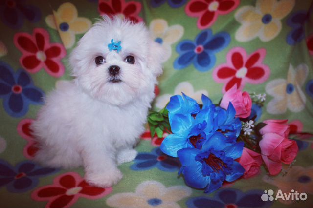 Кукольный мальчик мальтийской болонки 3,5 мес