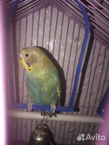 Самка волнистика 2 мес