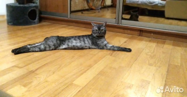 Котик ищет невесту