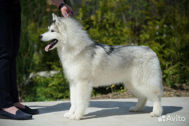 Продается щенок (мальчик) Сибирский хаски