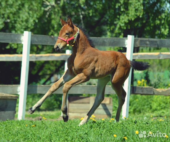 Крупная кобылка буденновской помеси 2019г.р