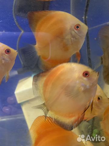 Рыбка Дискус