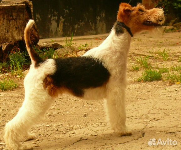 Жесткошерстный фокстерьер