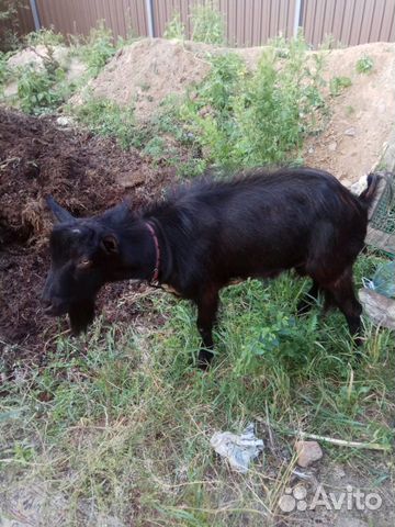 Козёл процентный Альпиец