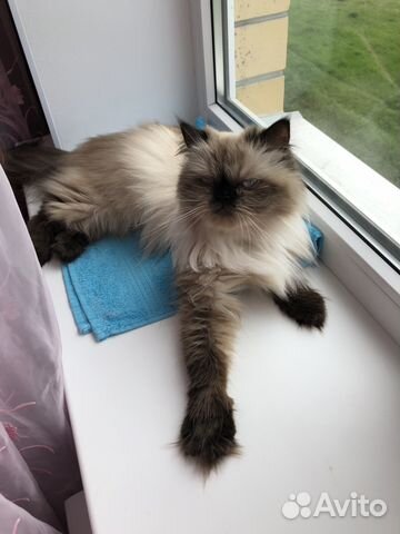 Вязка с кошечкой