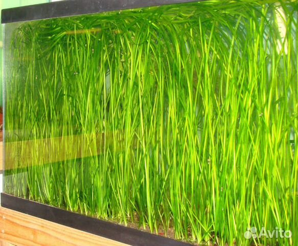 Прополка: роголистник, валлиснерия, риччия, ряска