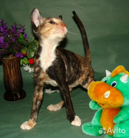 Свет очей кошечка уральский рекс