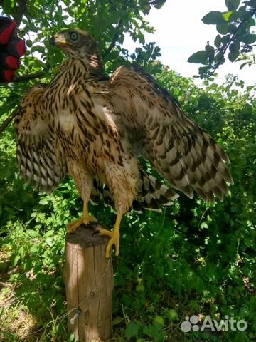 Продам ловчих птиц