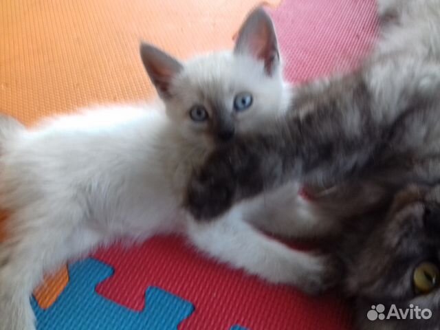Отдам котят