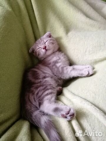 Котенок Шотландская вислоухая