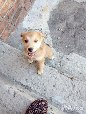 Отдам щенка (девочку) в добрые руки