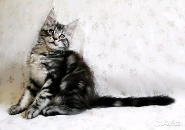 Серебряная красавица