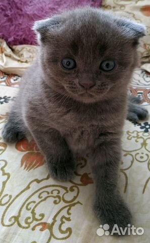 Шатландская вислоухая девочка