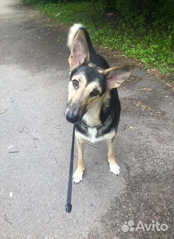 Ушастая красотка