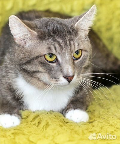 Мурчелло - кот с веселым и добрым нравом