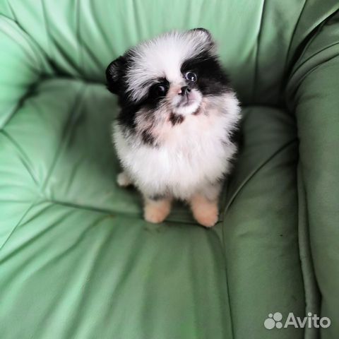 Померанский шпиц