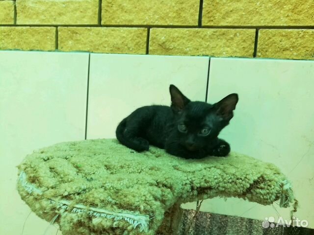 Донской сфинкс